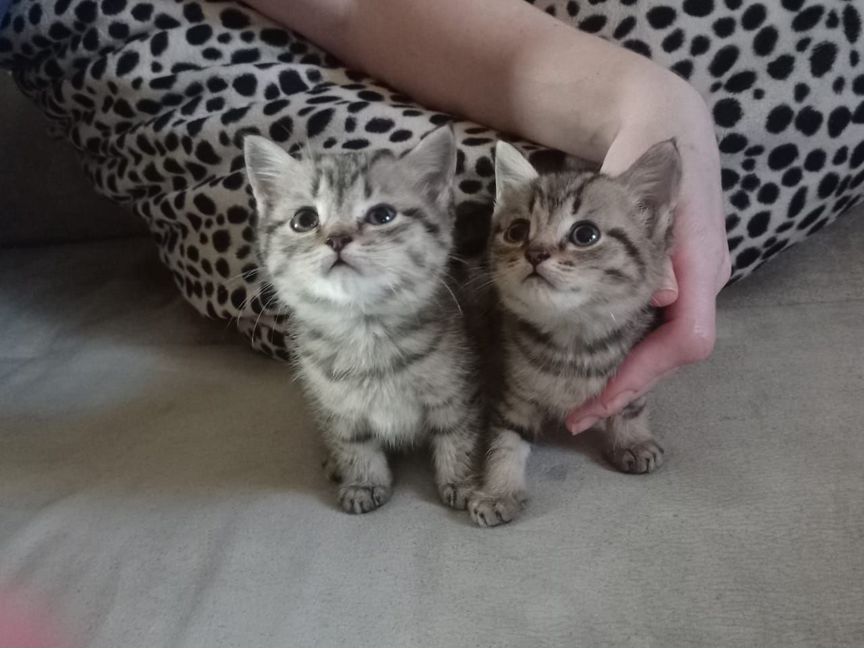 Шотландская