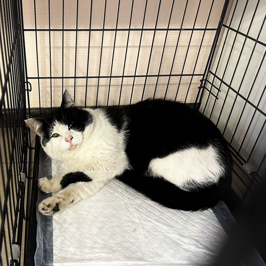 Британец черно - белый 2 года