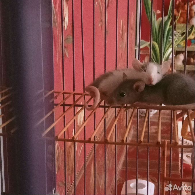 Декоративные крыски