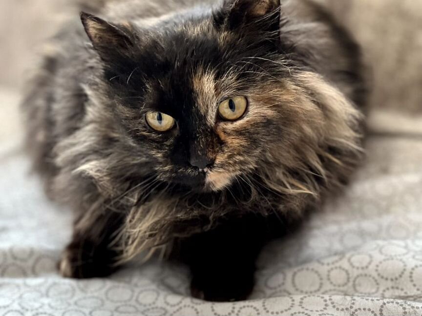 Кошка ищет дом