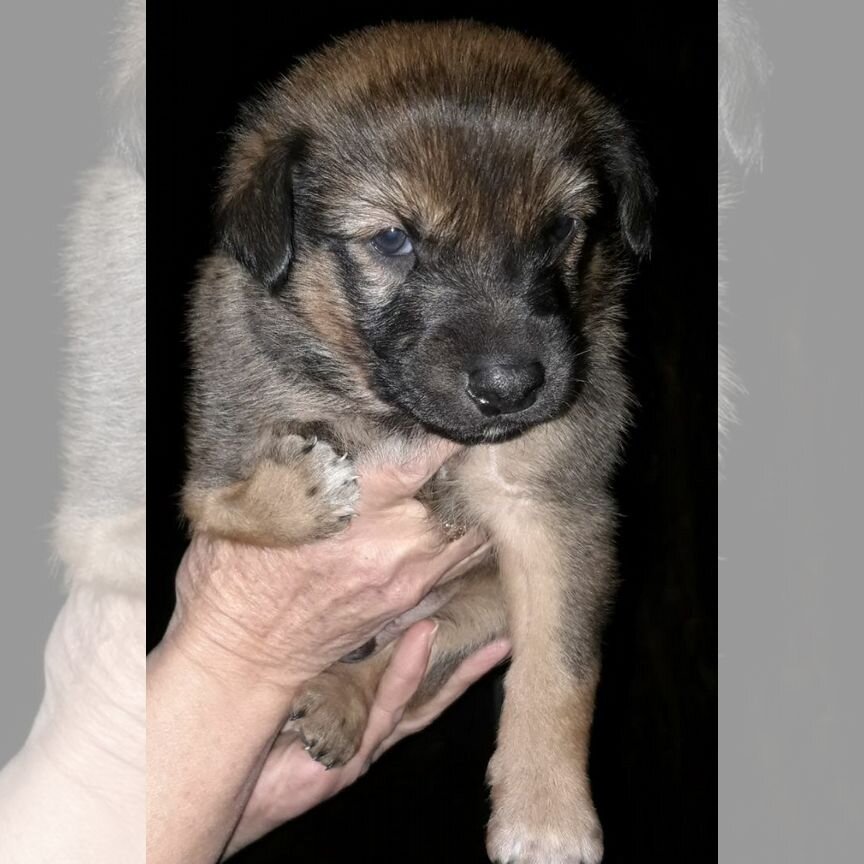 Щенок в добрые руки