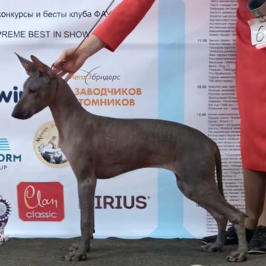 Ксолоитцкуинтли