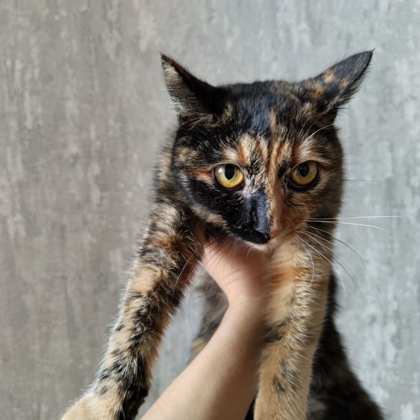 Кошка 6 месяцев