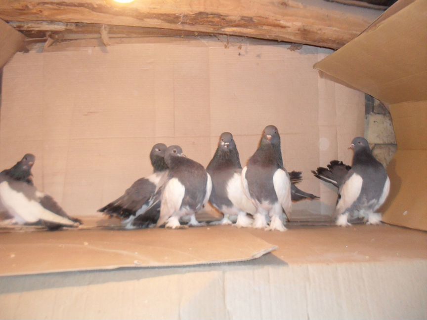 Продаются голуби