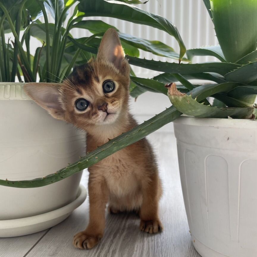 Абиссинские котята дикий окрас