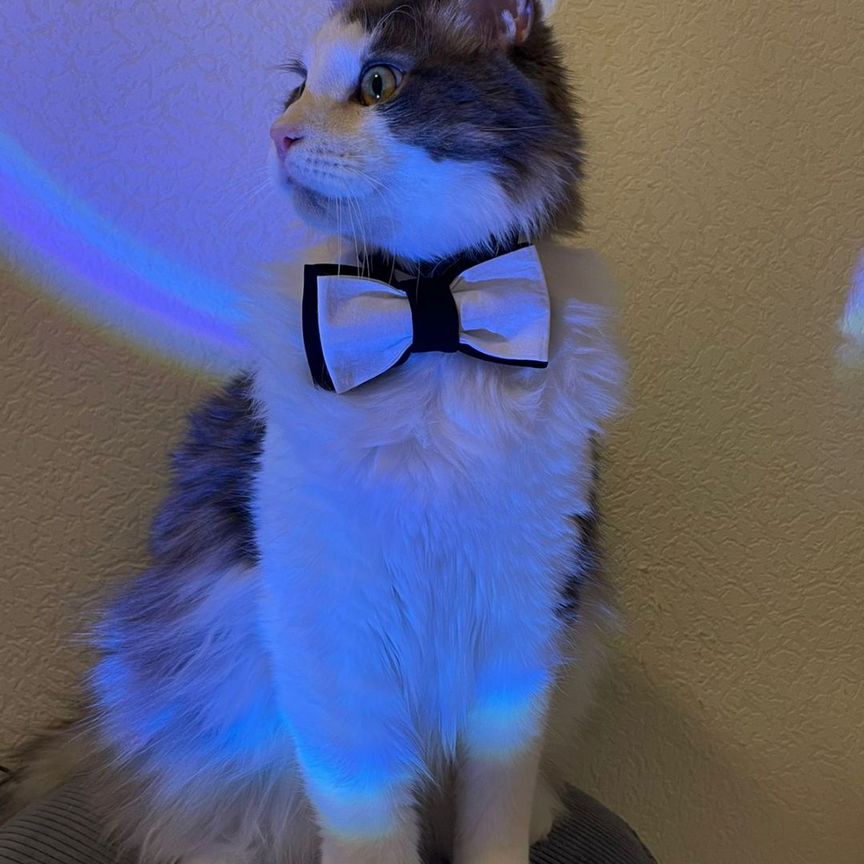 Бабочки для кошек