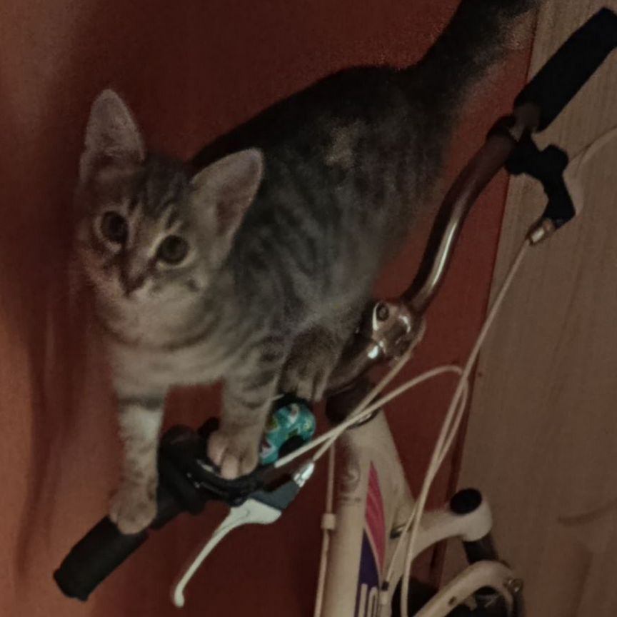 Кошечка в добрые руки