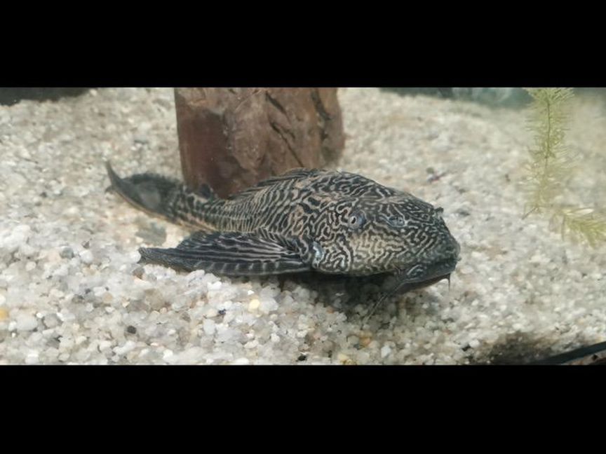 Отдам птеригоплихта