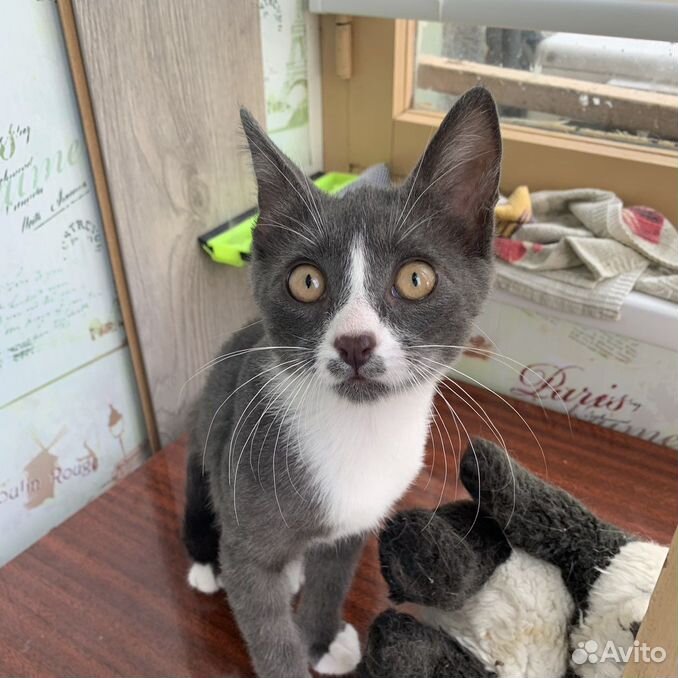 Котенок мальчик бесплатно серый с белым дымчатый