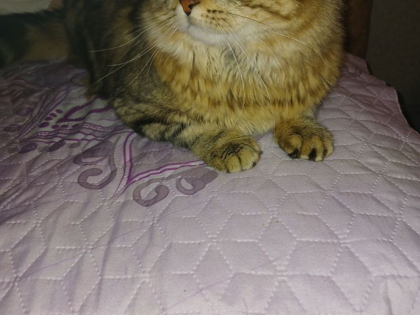 Кот сибирский вислоухий