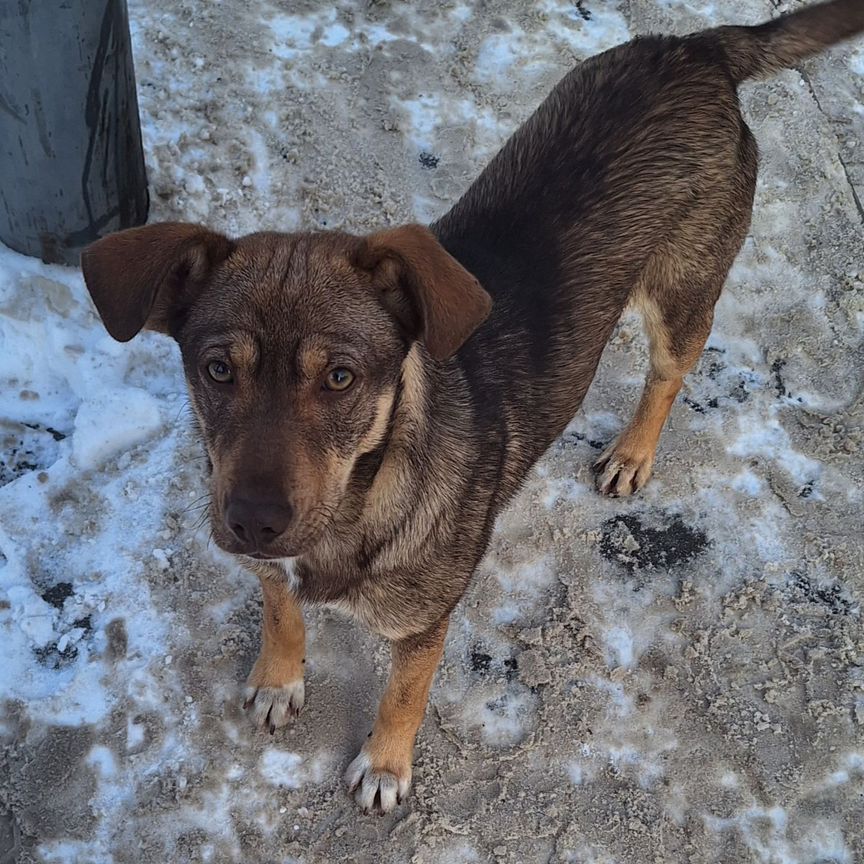 Щенок в добрые руки