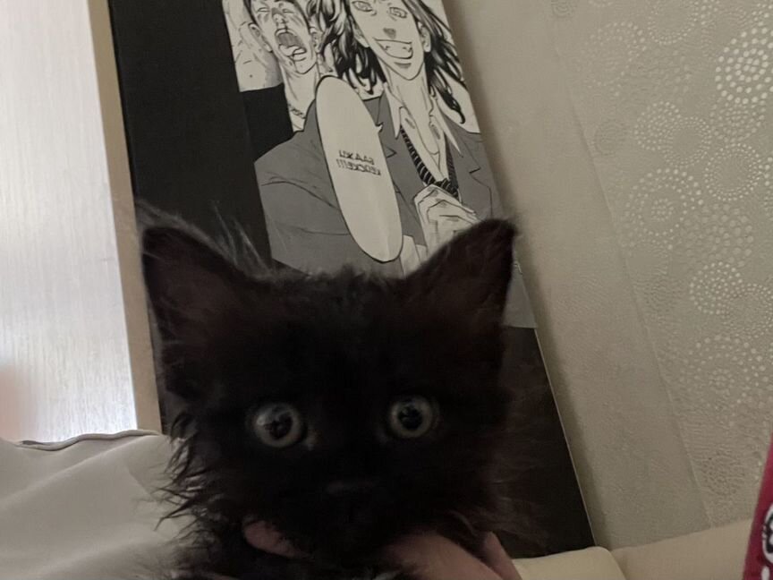 Котенок девочка