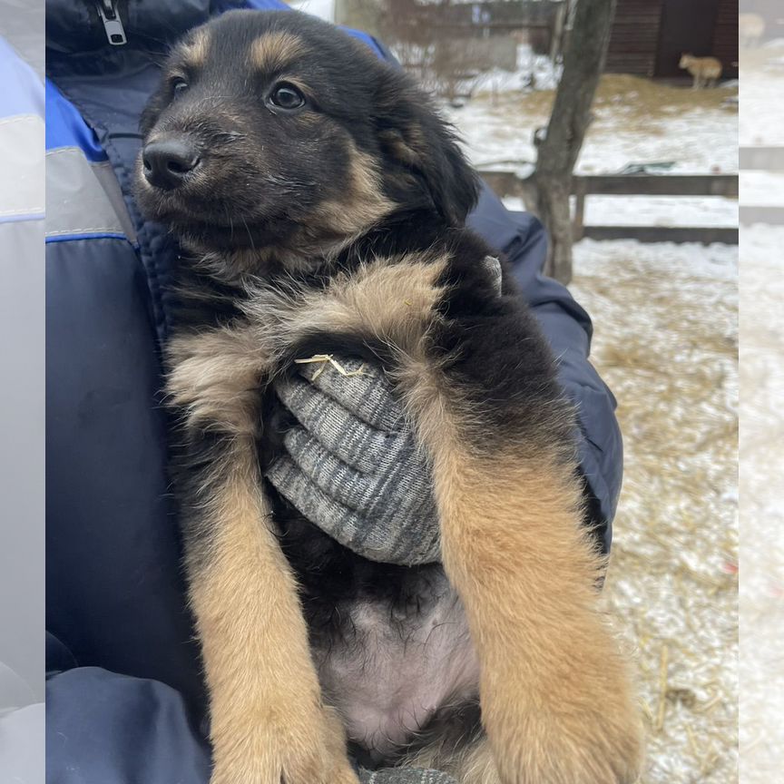 Щенок в добрые руки бесплатно