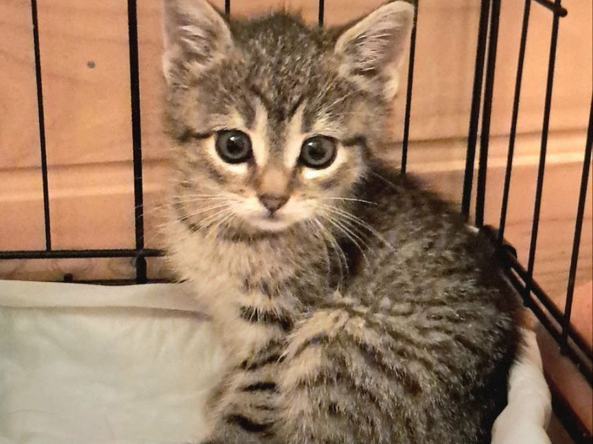 Прелестная кошечка ищет семью