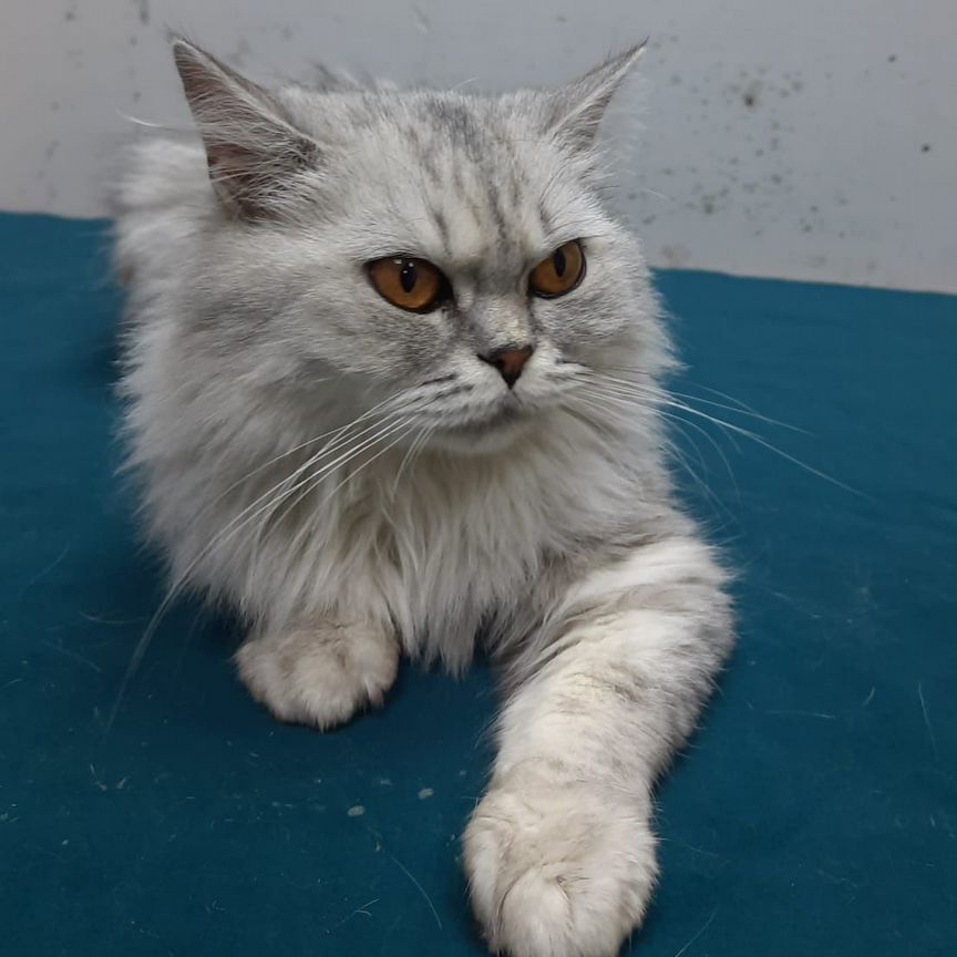 Кошечка шотладская