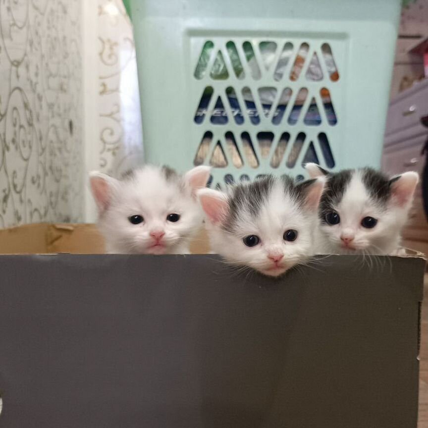 Котёнок от частного владельца