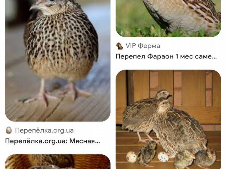 Перепела фараон