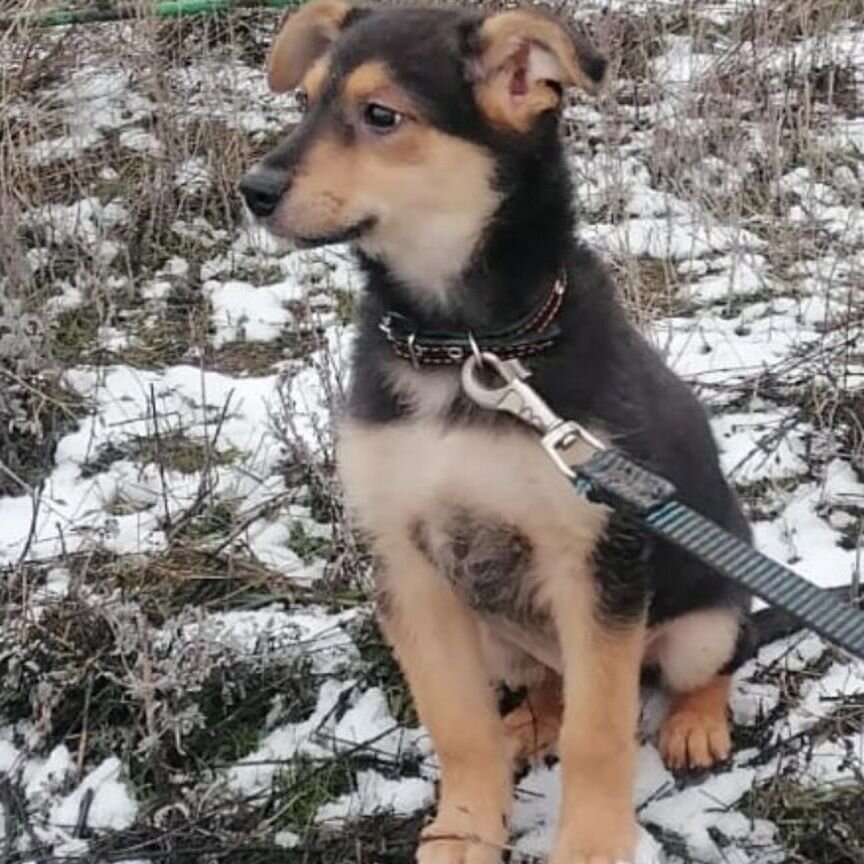 Рэкс хочет домой
