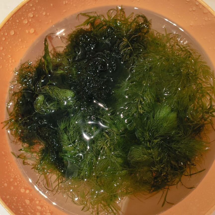 Улитки Хелены, мох, наяс, прополка