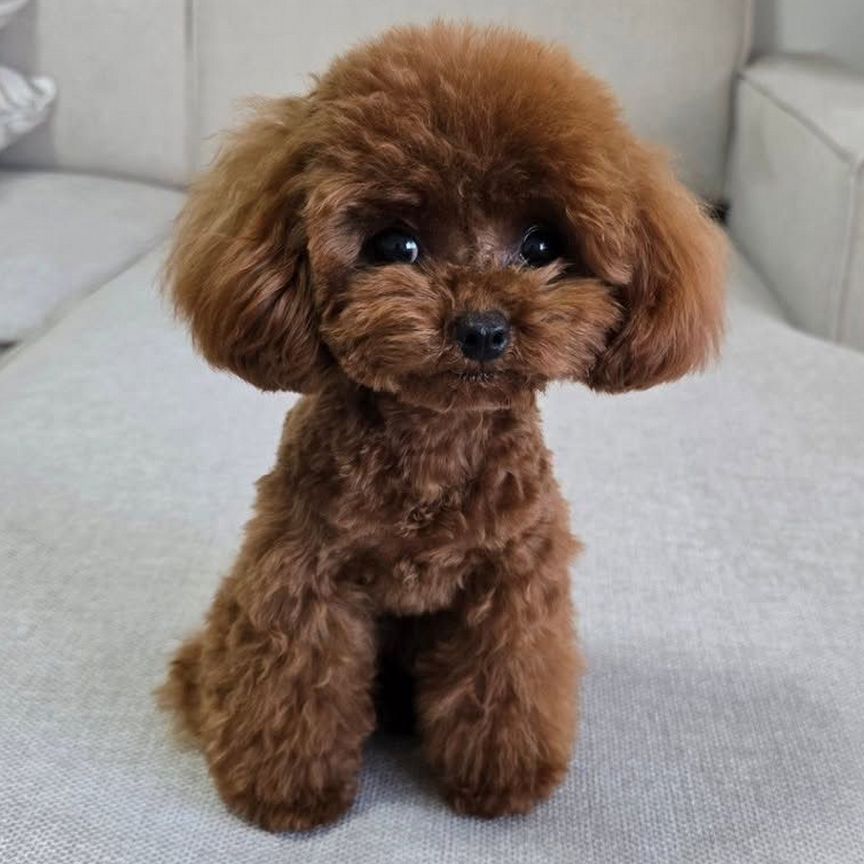 Той-пудель, щенок