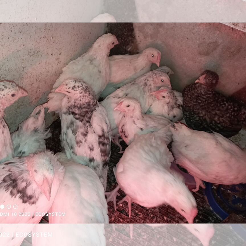 Подрощенные цыплята Пушкинских кур