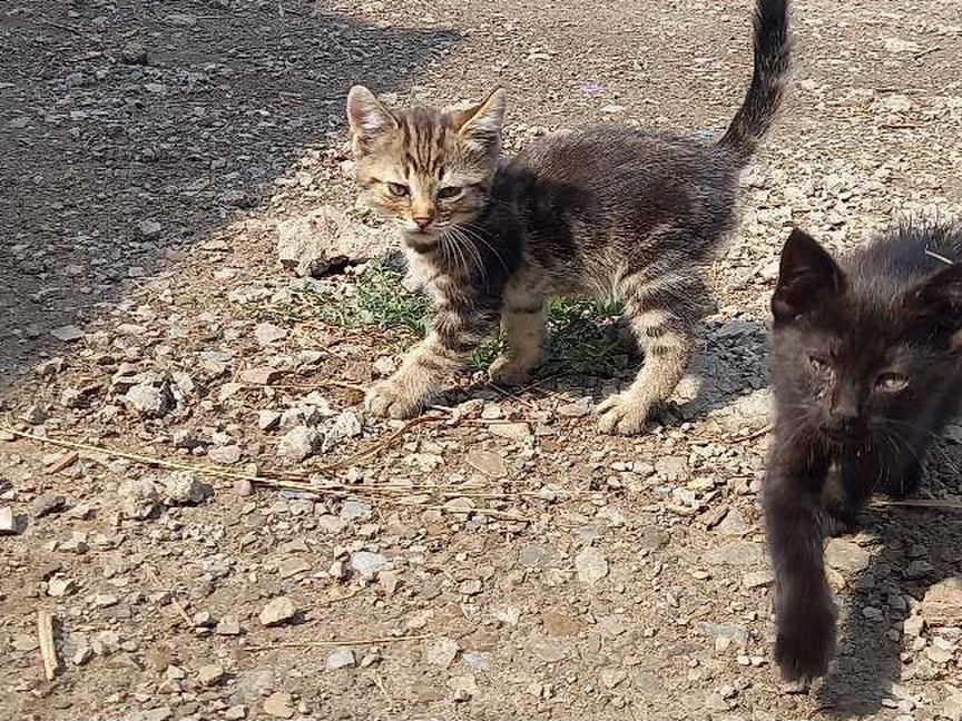 Бездомные котята