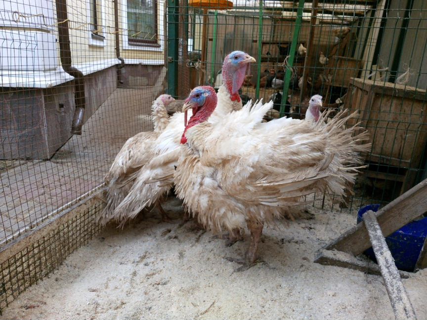 Индюки и индюшки