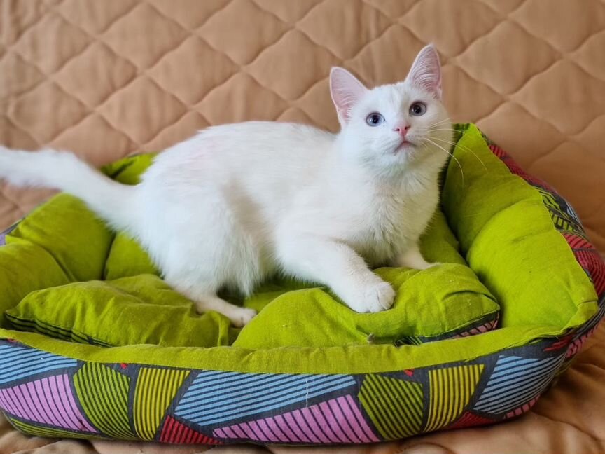 Белый котенок Фира девочка ищет дом 6 месяцев