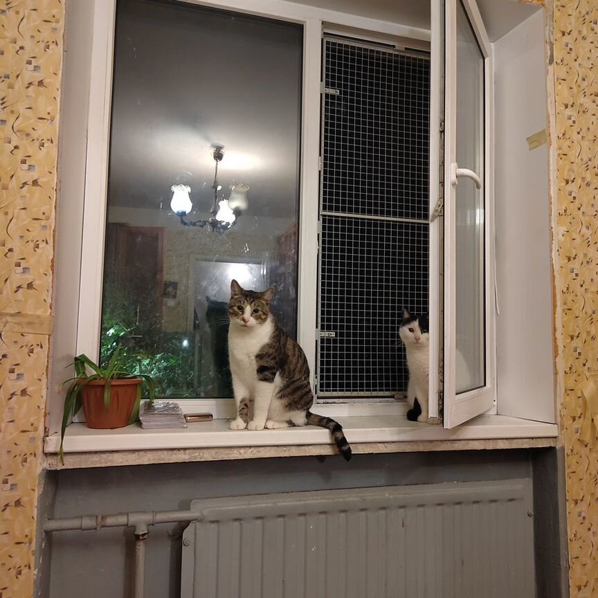 Отдам кота в добрые руки