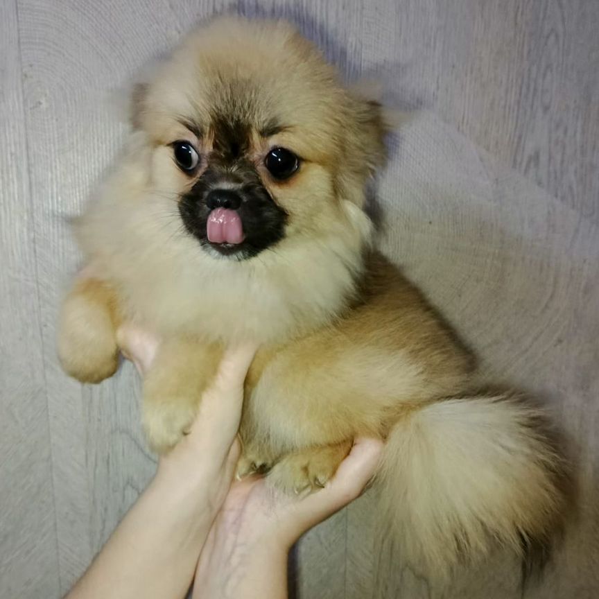 Померанский шпиц, щенок