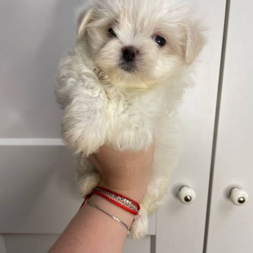 Мальтезе мини девочка Корея