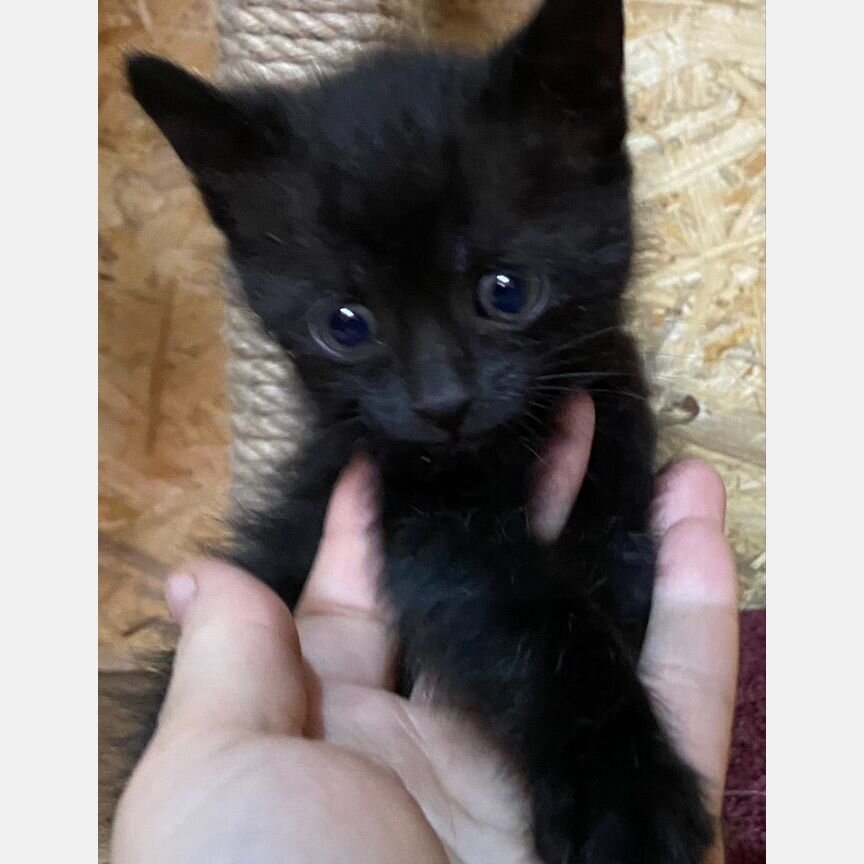 Котенок бесплатно