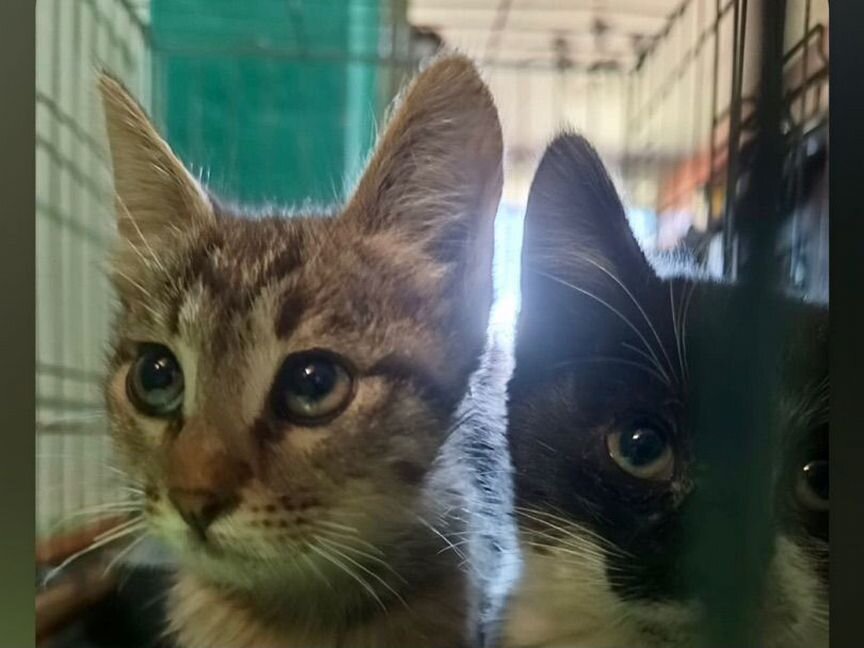 Котятки в добрые руки