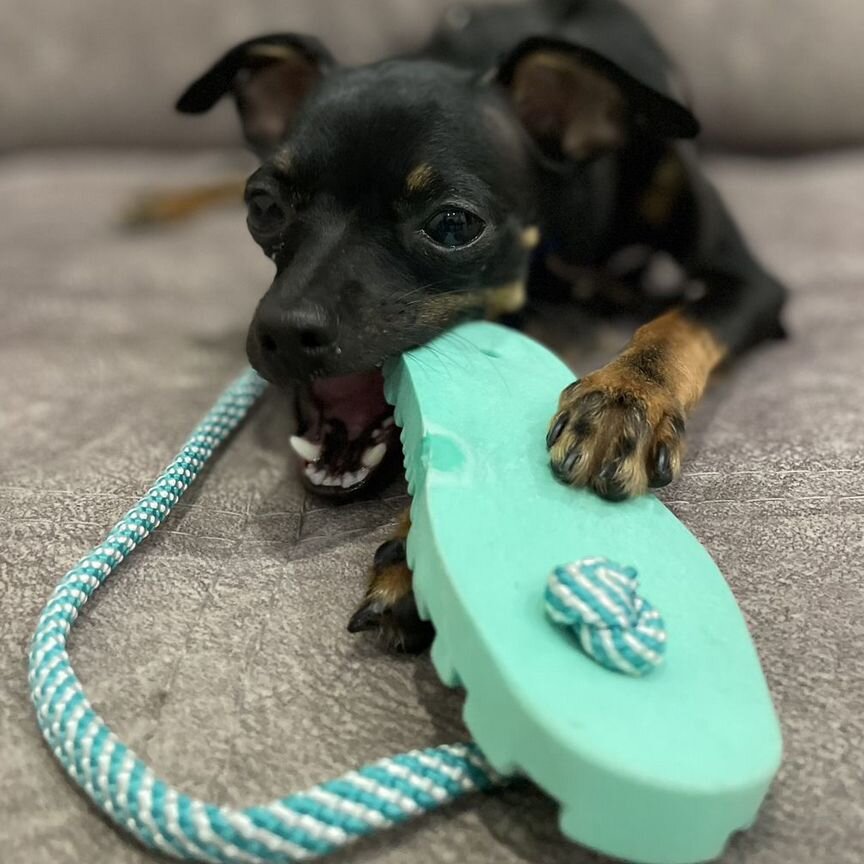 Той-терьер ищет заботливые руки