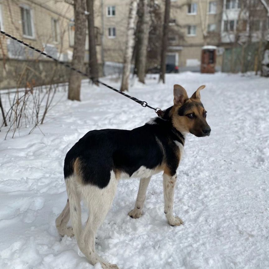 Маркуша