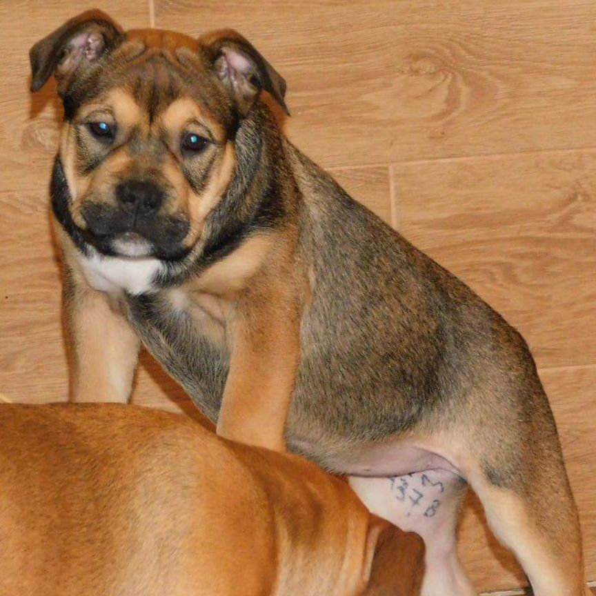 Ка-де-бо, щенок