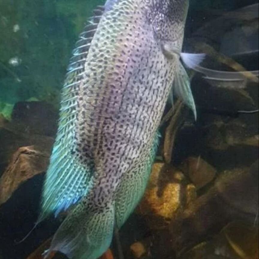 Парахромис Дови