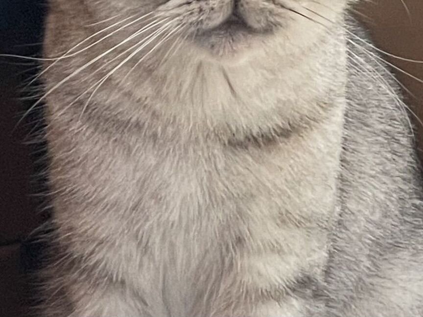 Взрослая кошка