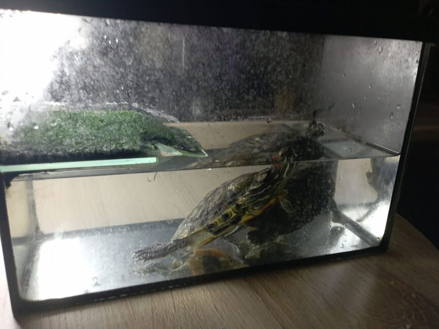 Черепашки красноухие