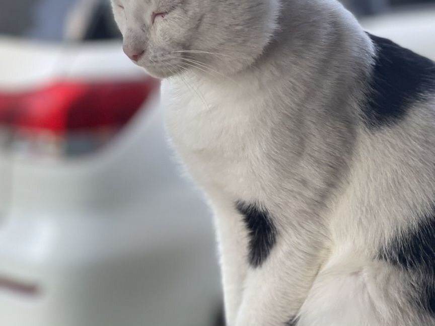 Подарю талисман удачи