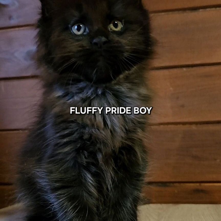 Котята мейн-кун. Питомник fluffy pride