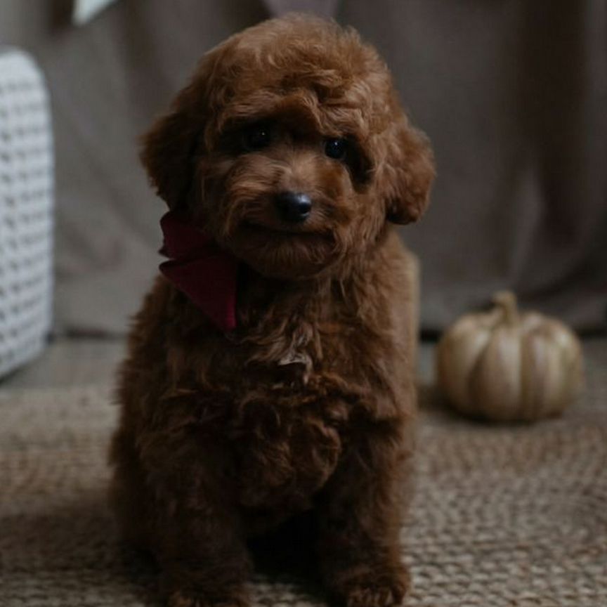 Той-пудель, щенок