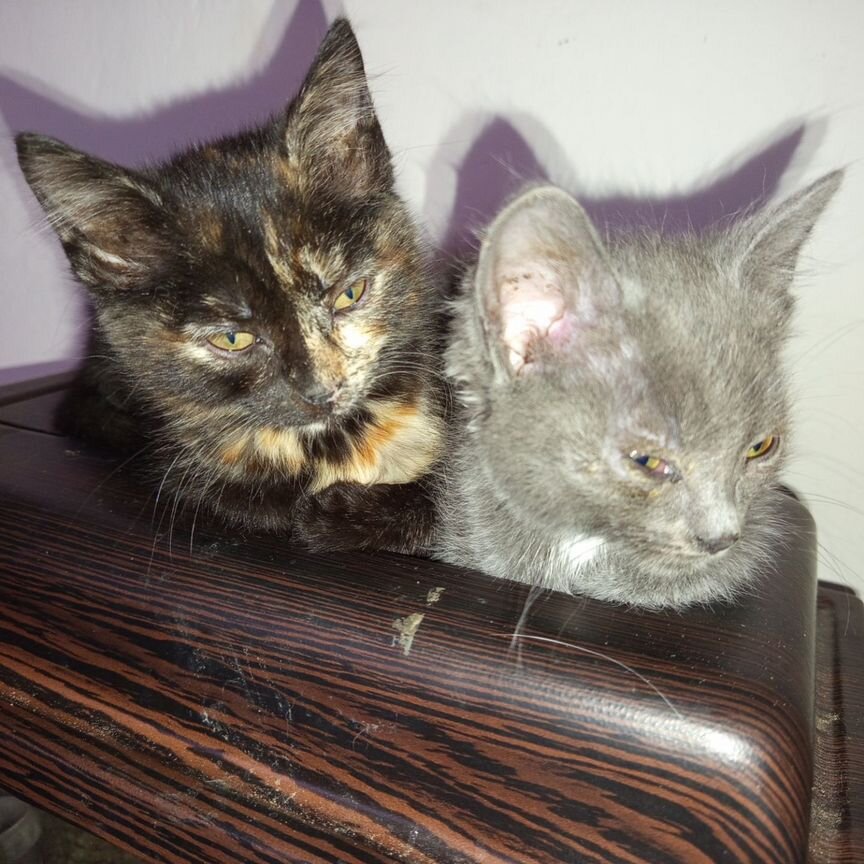 Котята в добрые руки приучены к лотку