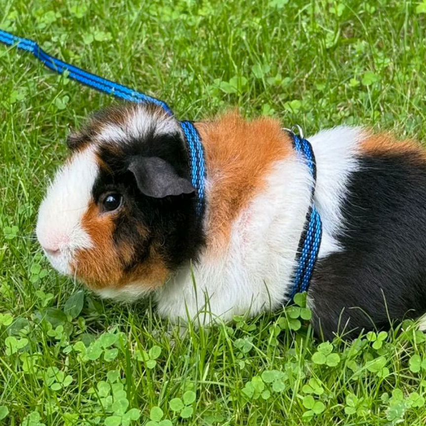 Поводок шлейка для морской свинки 1 на 120 см