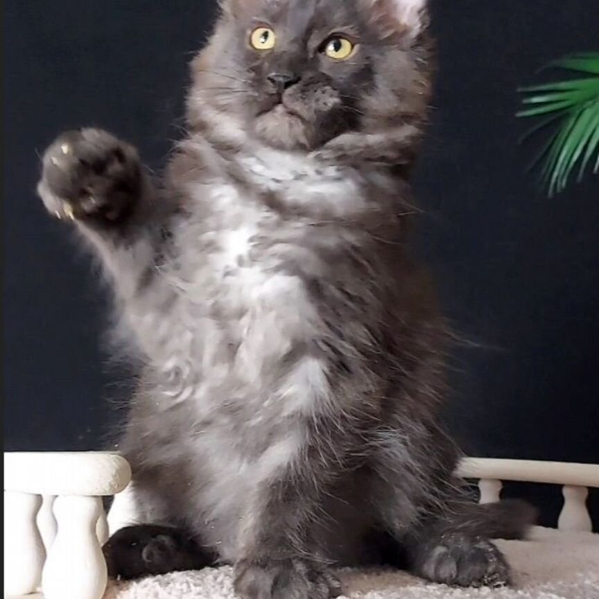 Котёнок мейн-кун