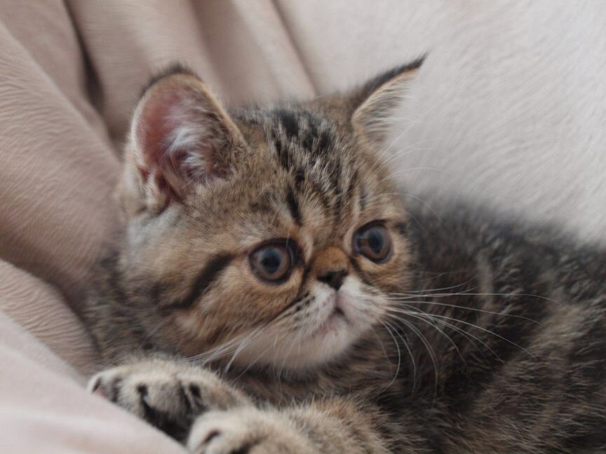Экзотический котёнок