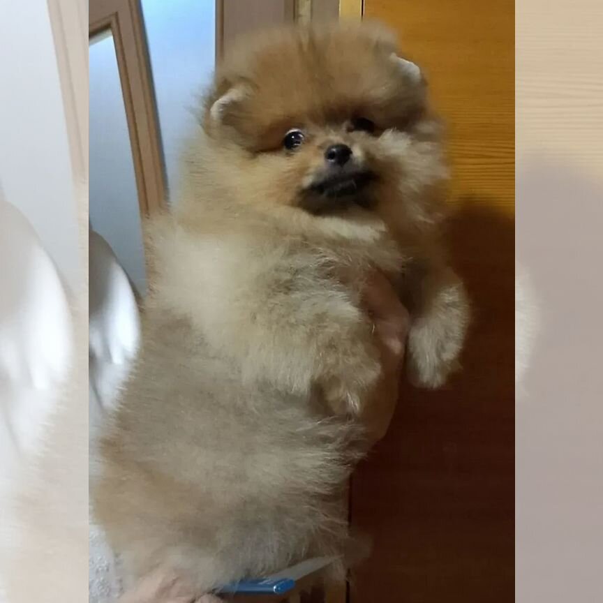 Померанский шпиц, щенок