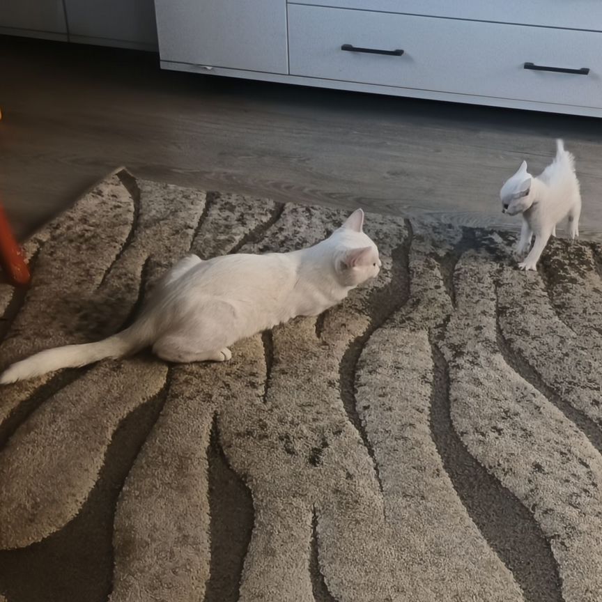 Котёнок от частного владельца