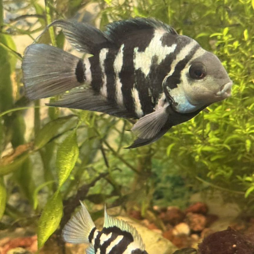 Аквариумные рыбки попугайчик сапфировый