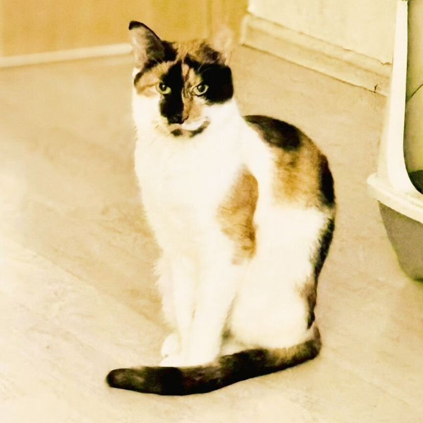 Сюся бывшеуличная кошечка, но ей теперь негде жить